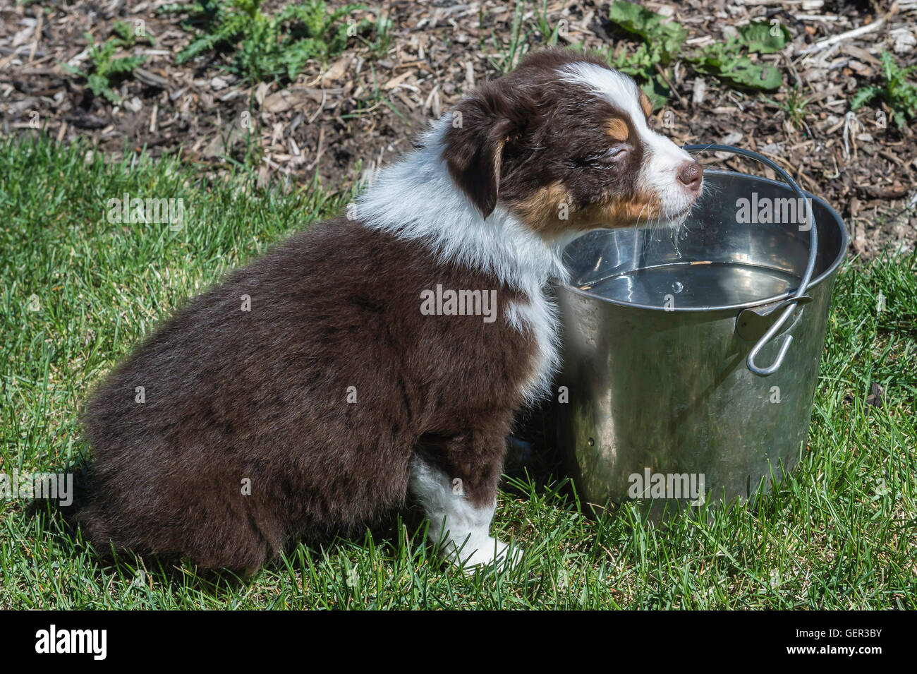 Australian shepherd dog black tricolor hi-res stock photography and ...