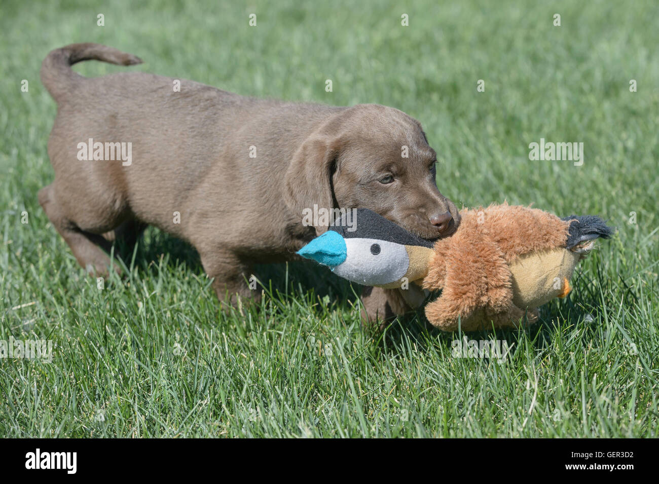 Seven-week-old Chesapeake Bay Retriever puppy, with toy duck Stock ...