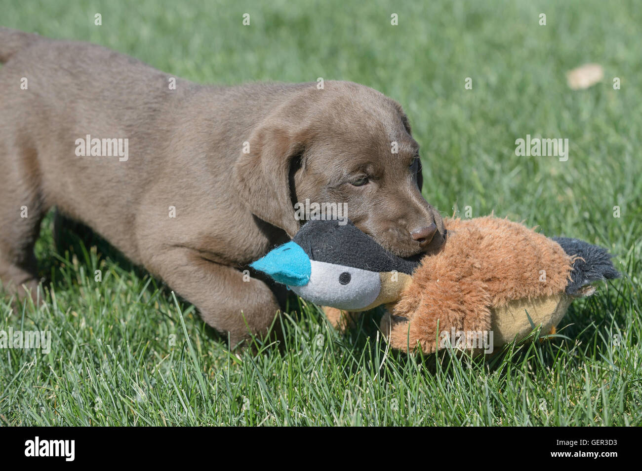 Seven-week-old Chesapeake Bay Retriever puppy, with toy duck Stock ...