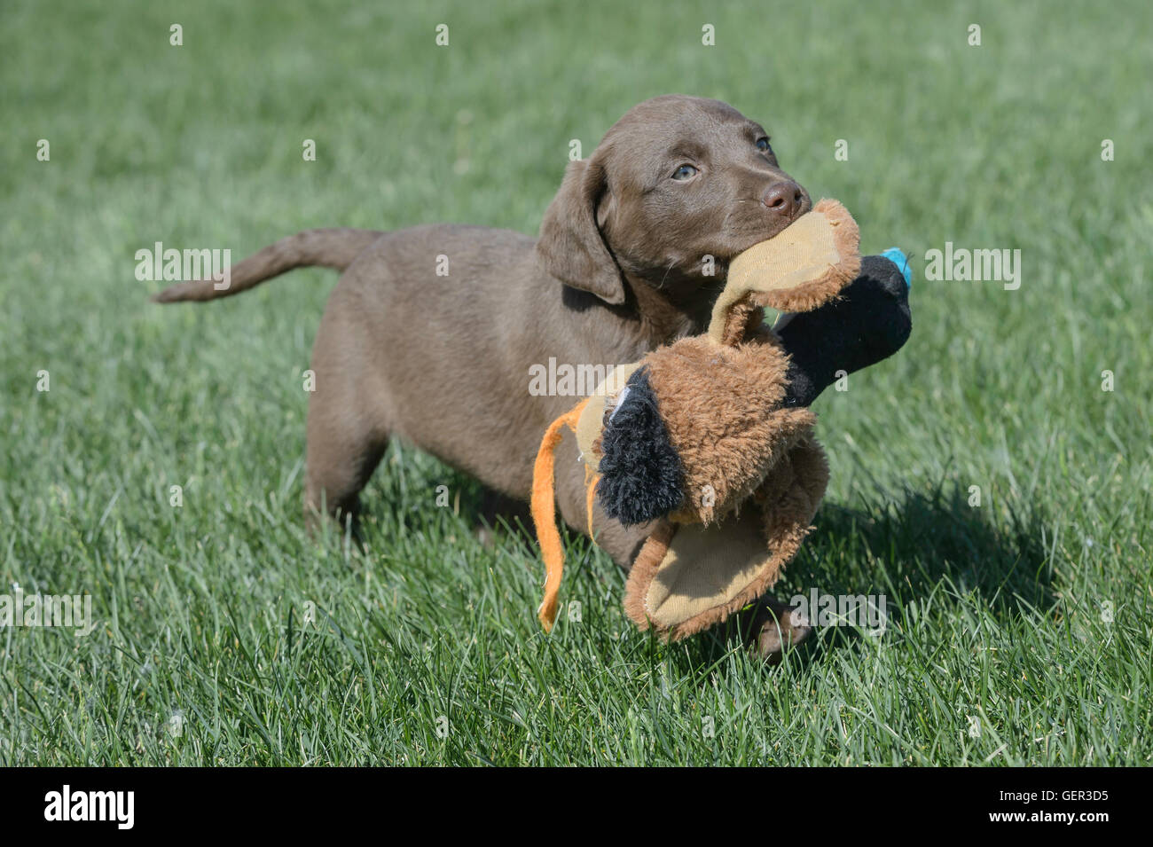 Seven-week-old Chesapeake Bay Retriever puppy, with toy duck Stock ...