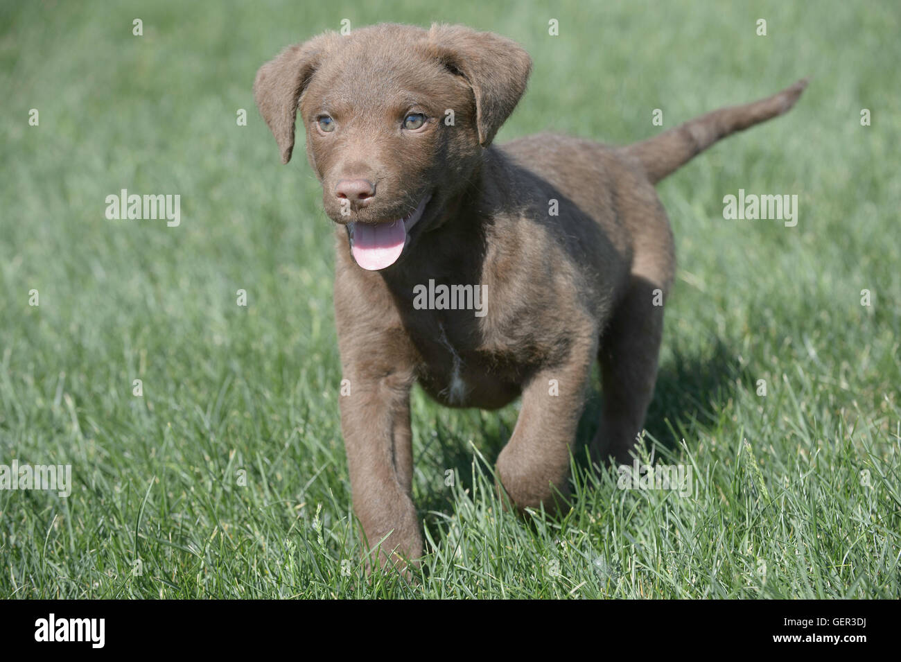 What Should A 7 Week Old Puppy Be Eating