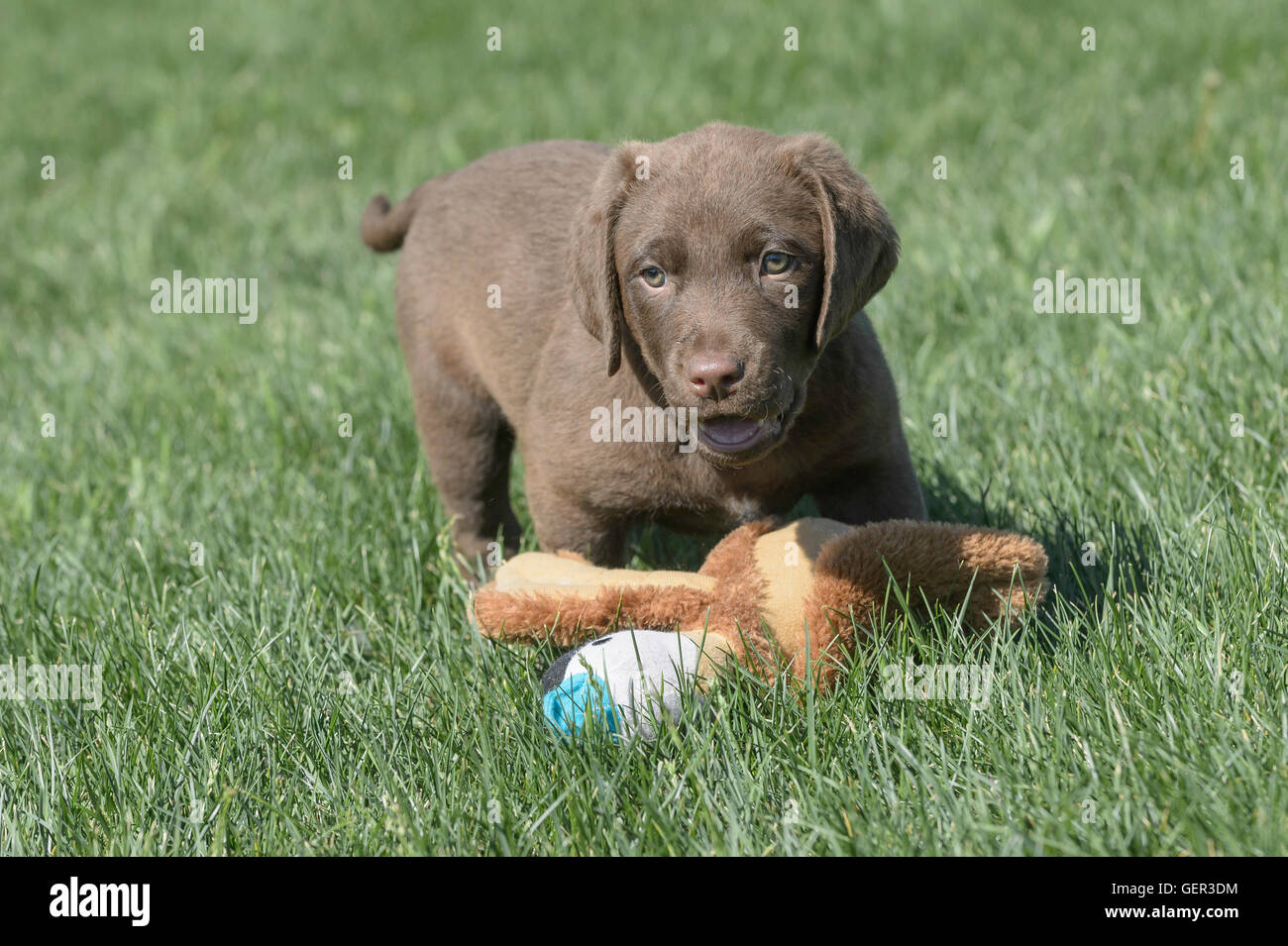 Seven-week-old Chesapeake Bay Retriever puppy, with toy duck Stock ...