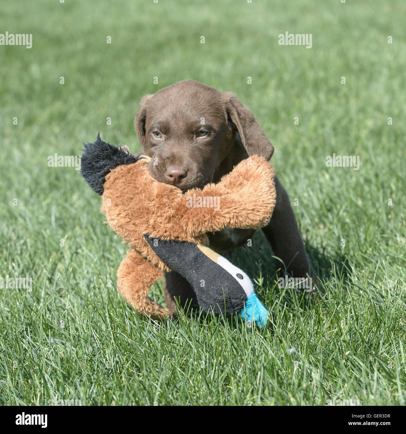 Seven-week-old Chesapeake Bay Retriever puppy, with toy duck Stock ...