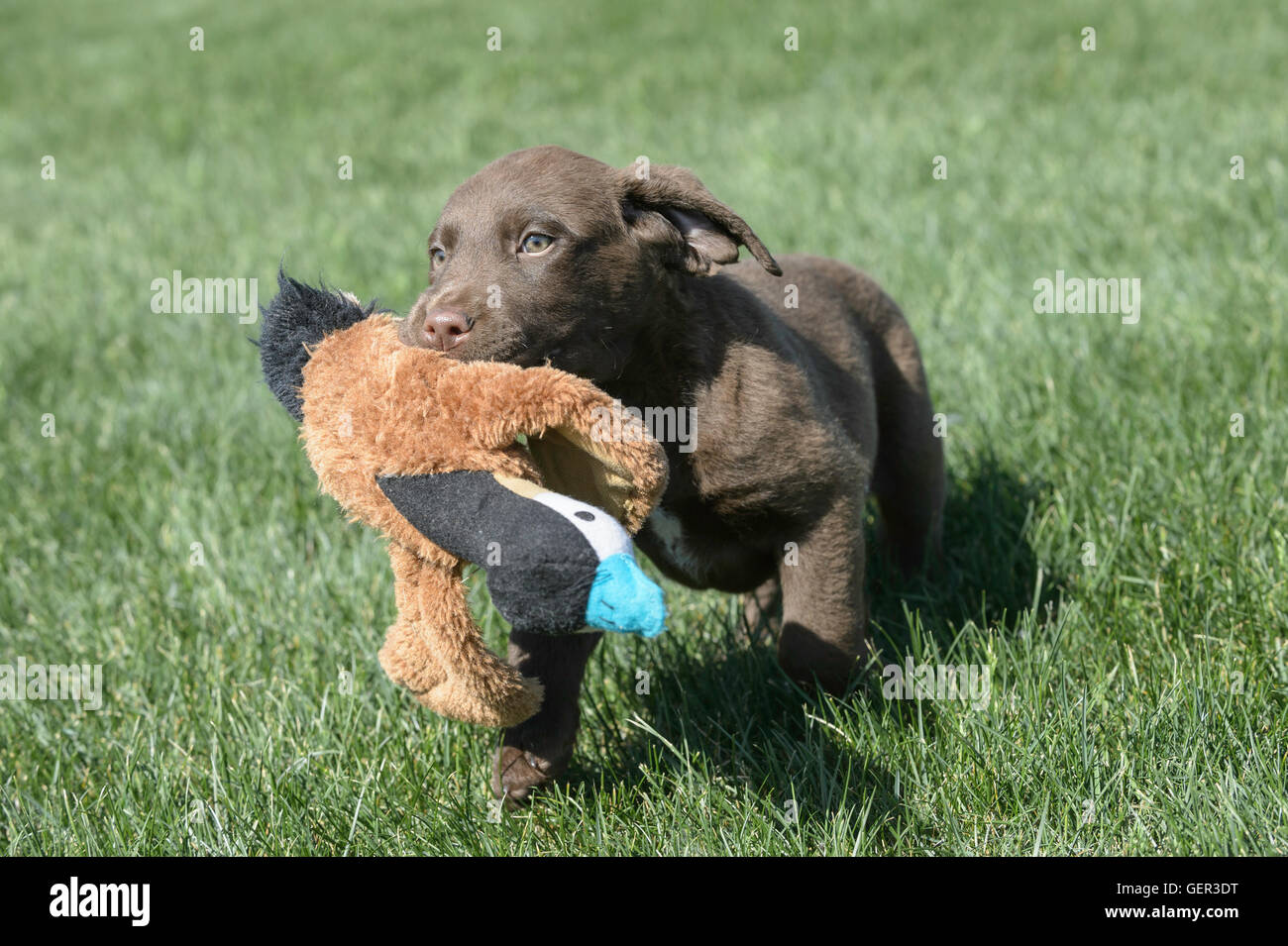 Seven-week-old Chesapeake Bay Retriever puppy, with toy duck Stock ...
