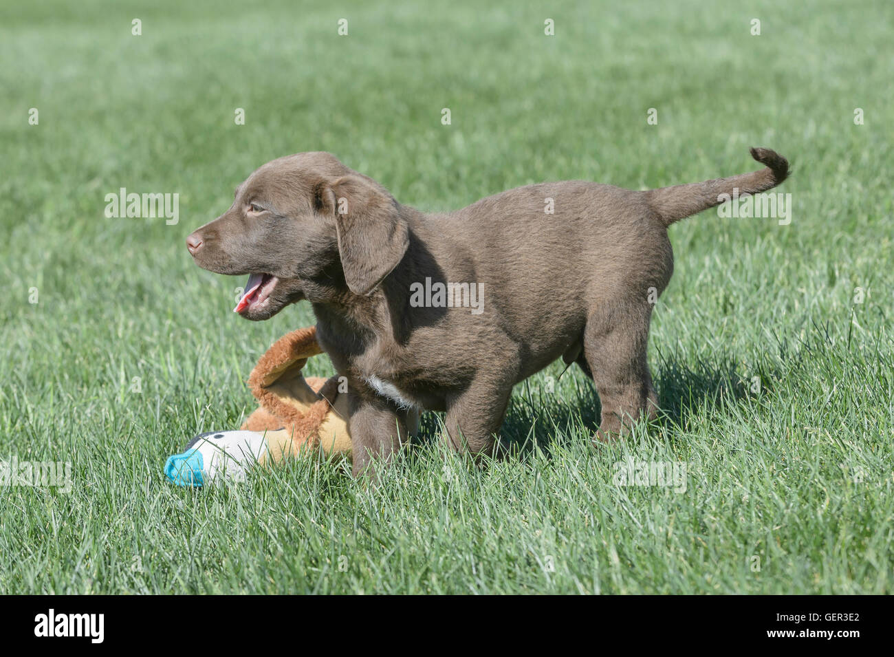 Seven-week-old Chesapeake Bay Retriever puppy, with toy duck Stock ...