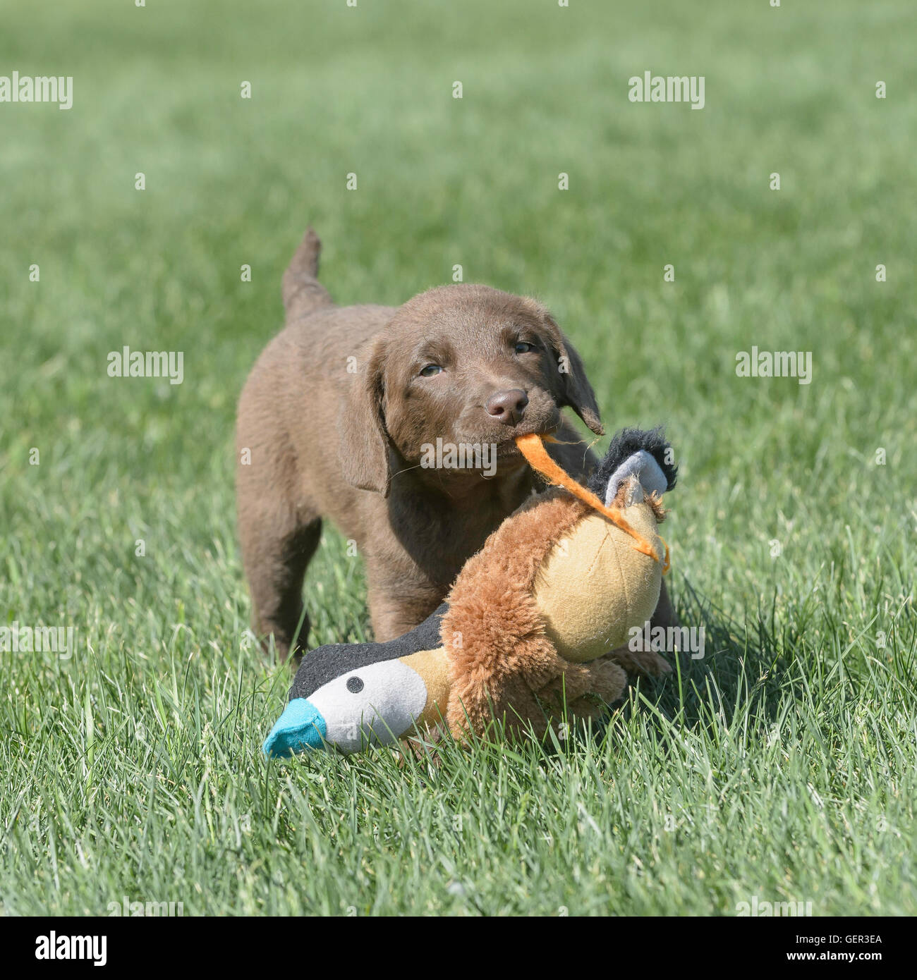 Seven-week-old Chesapeake Bay Retriever puppy, with toy duck Stock ...