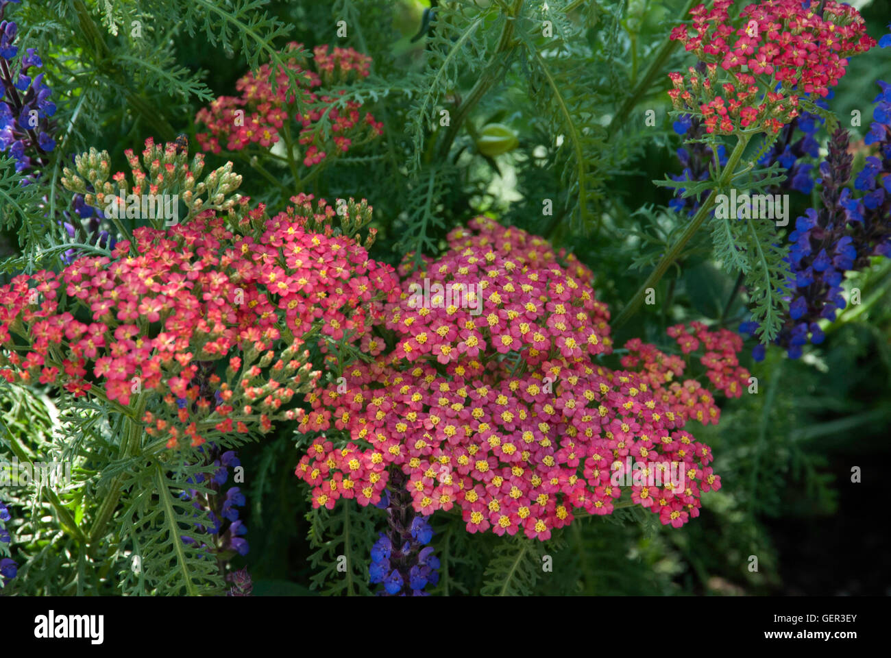 Achillea ,millefolium, 'Paprika', yarrow Stock Photo - Alamy