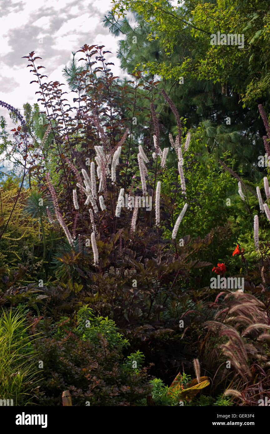 Actaea simplex Brunette, Cimicifuga Stock Photo - Alamy