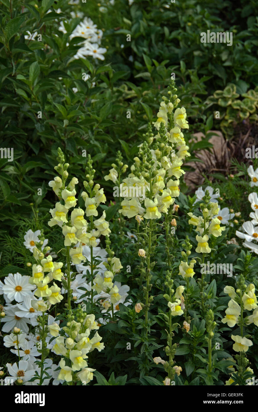 Snapdragon species hi-res stock photography and images - Alamy