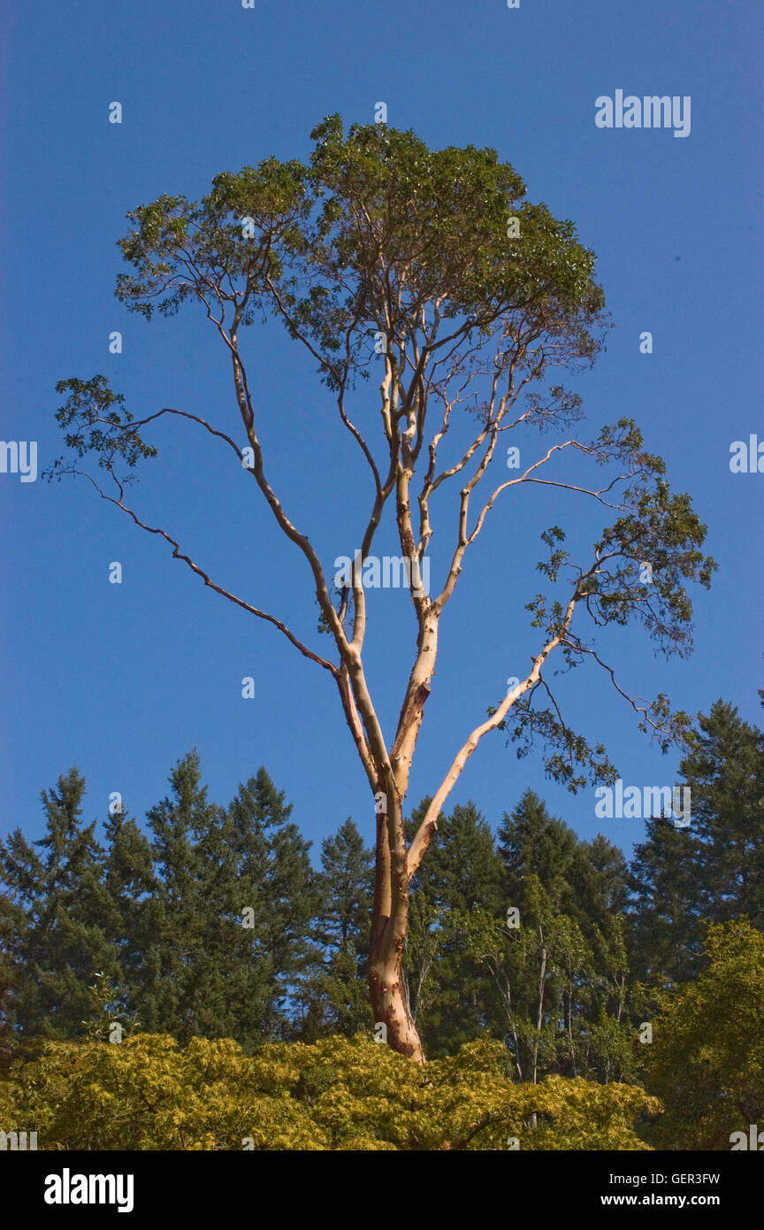Arbutus trees tree trunk hi-res stock photography and images - Alamy