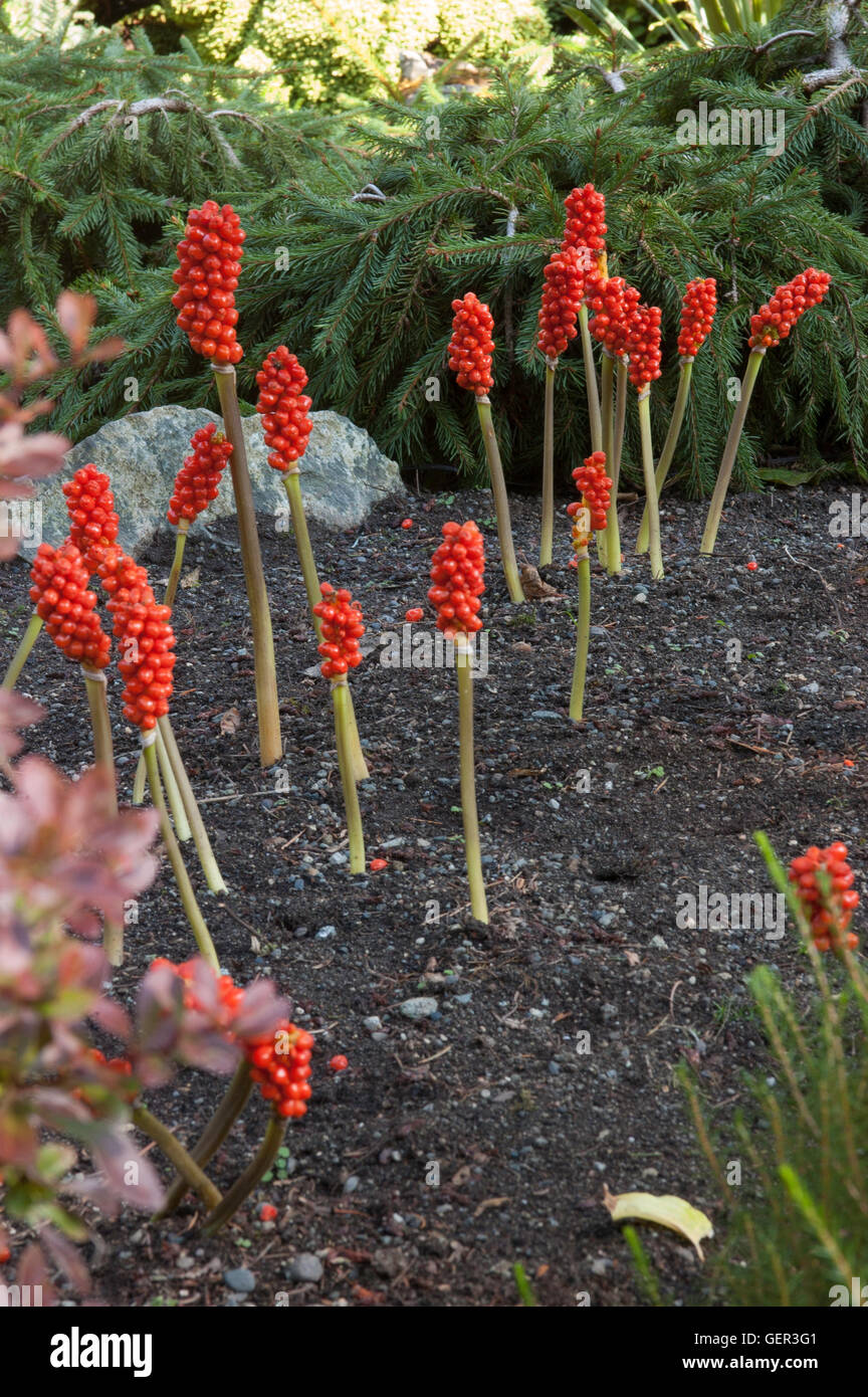 Arum lily arum seed pods hi-res stock photography and images - Alamy
