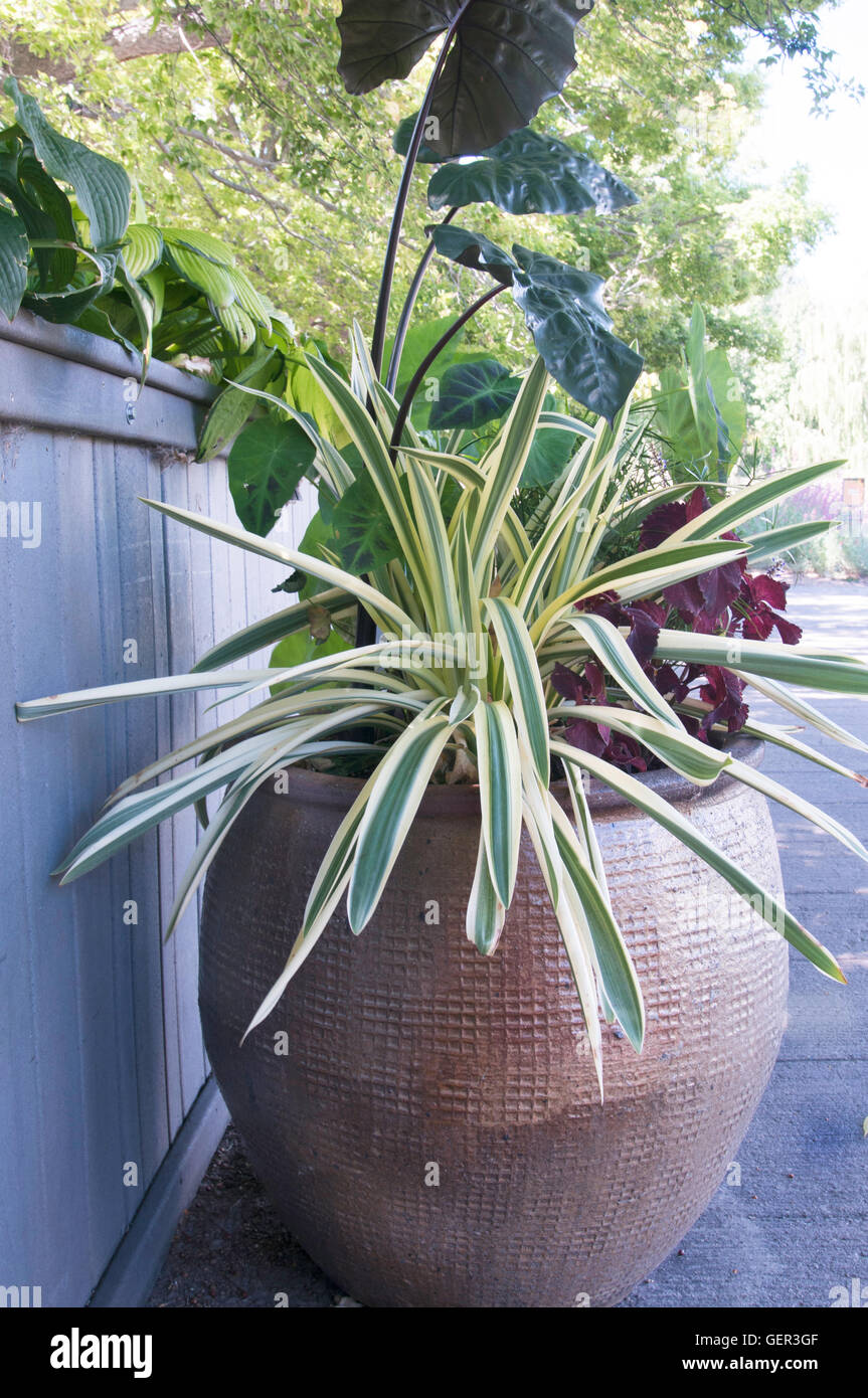 Variegated colocasia hi-res stock photography and images - Alamy
