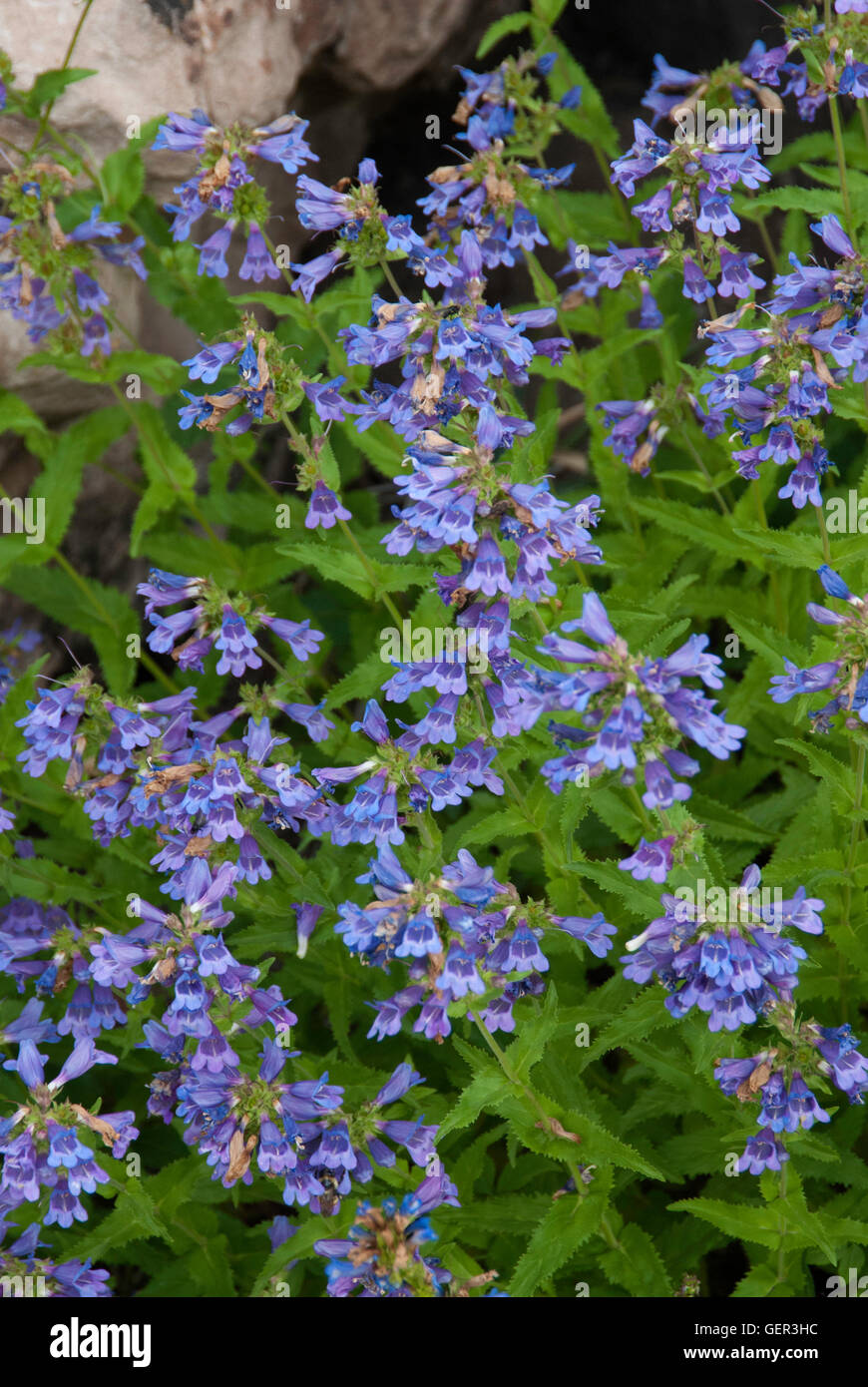 Penstemon serrulatus hi-res stock photography and images - Alamy