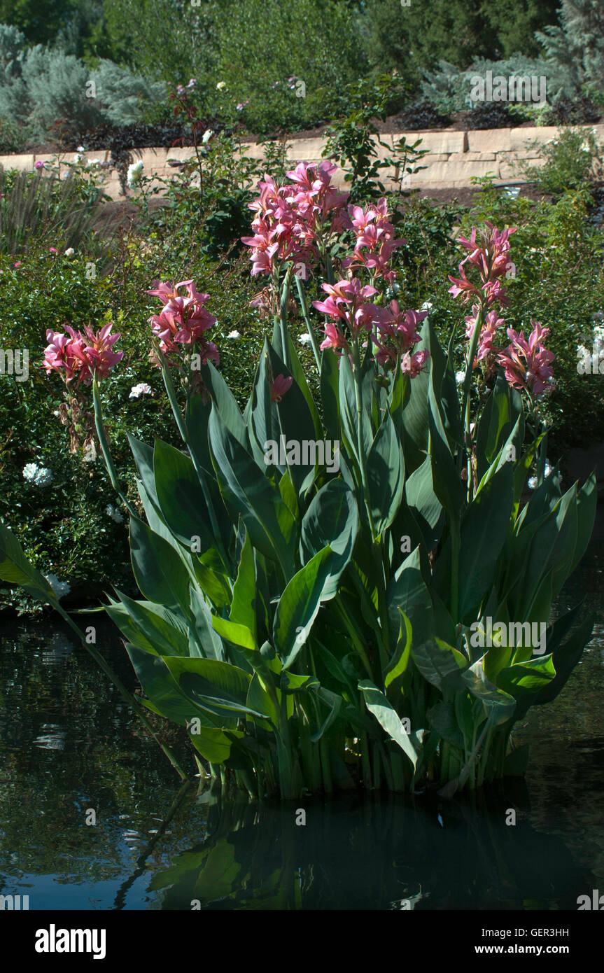 Pink flowering Canna in water Stock Photo - Alamy