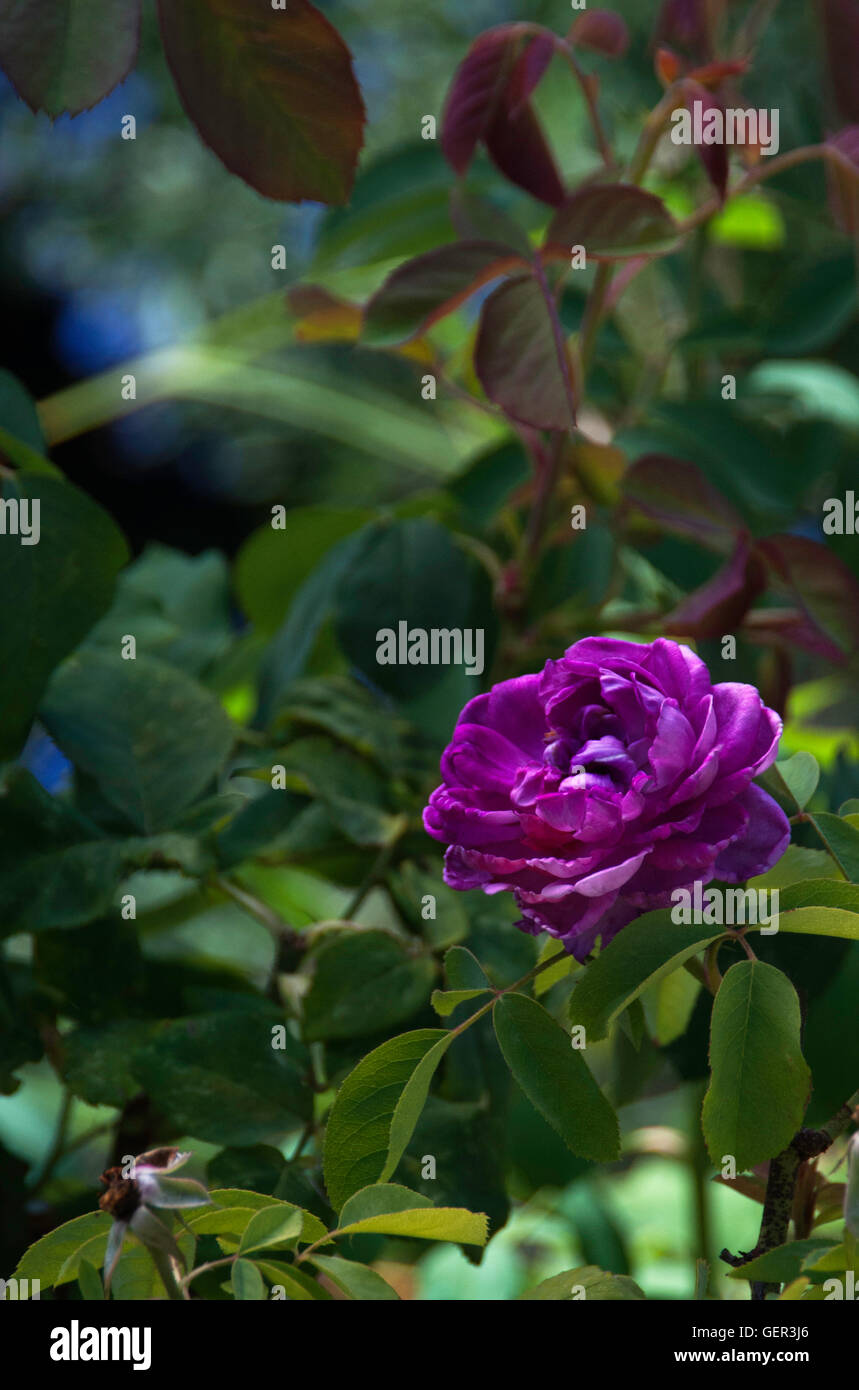 REINE DES VIOLETTES ROSE Stock Photo - Alamy