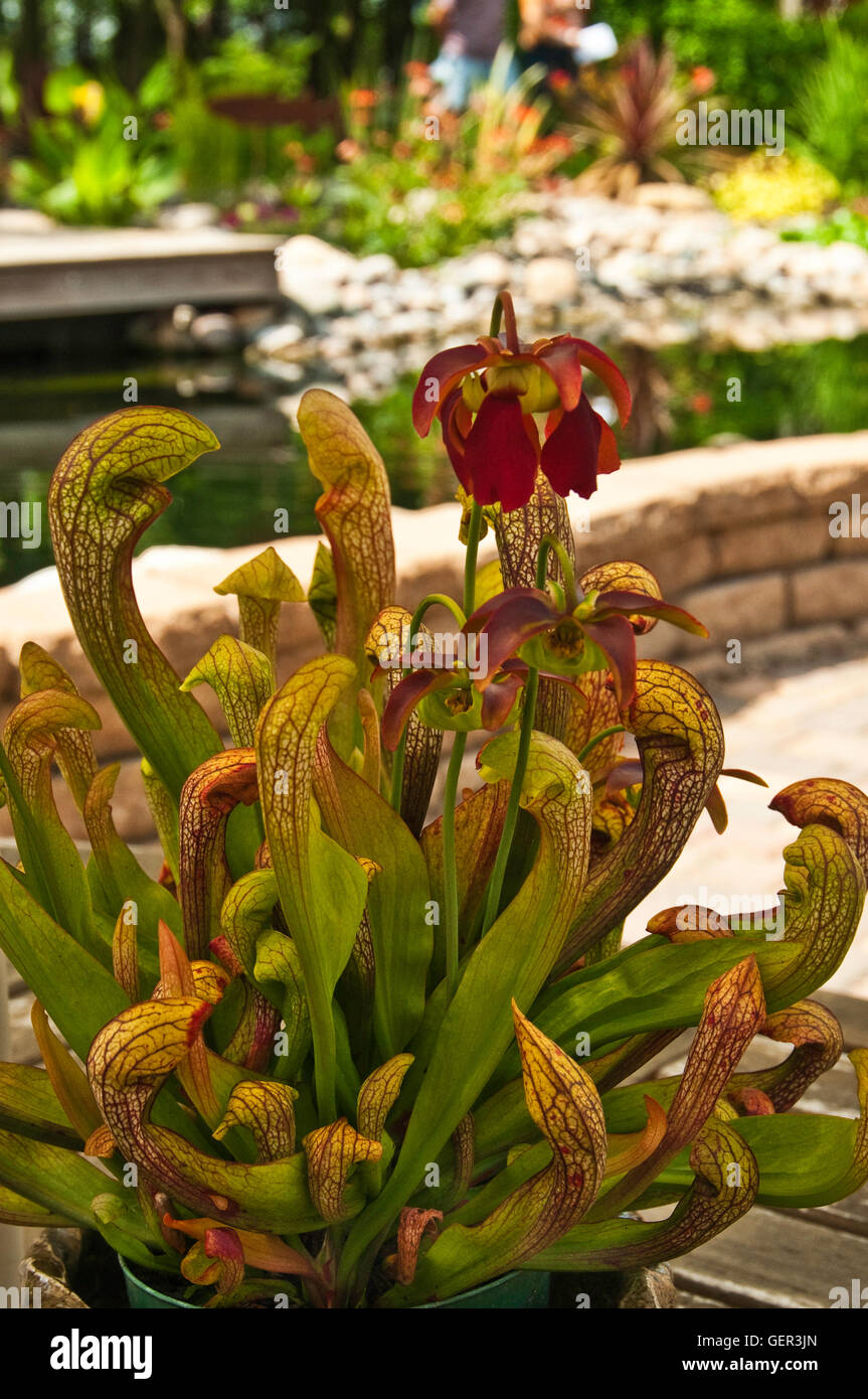 Sarracenia flower hi-res stock photography and images - Alamy