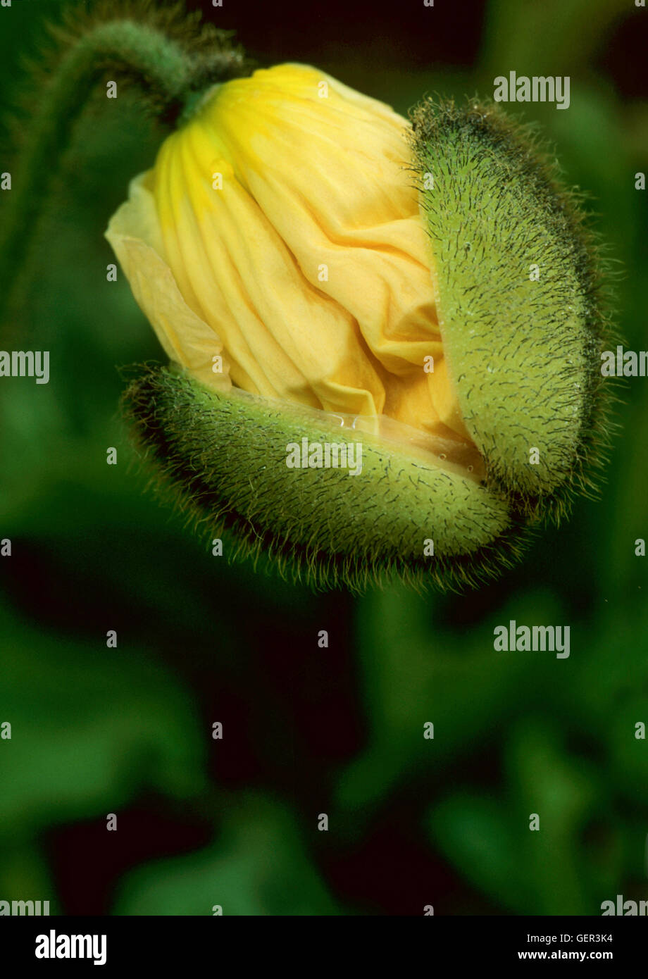 Dwarf poppy hi-res stock photography and images - Alamy