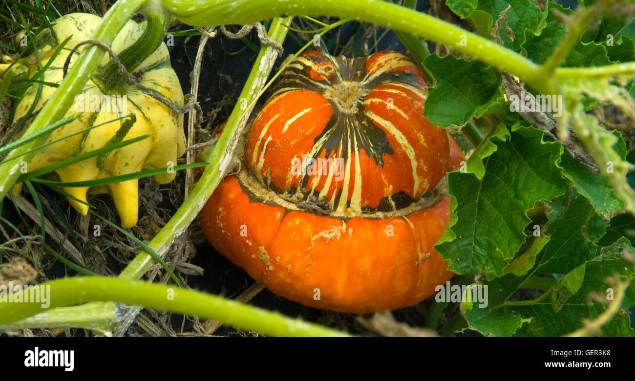 Squash in field , Turk's turban" or "French turban Stock Photo - Alamy