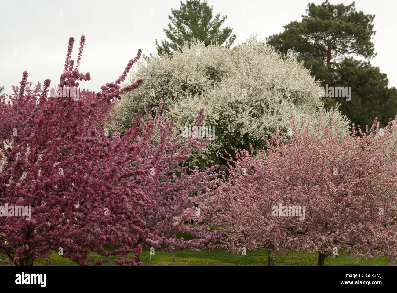 CRABAPPLES, Malus, Zum,i KELSEY ( light pink), CARDINAL Stock Photo - Alamy