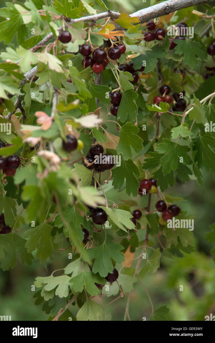 Alpine currant hi-res stock photography and images - Alamy