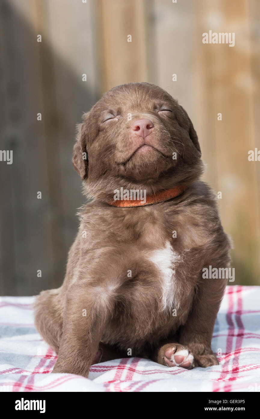 Five puppy hi-res stock photography and images - Alamy