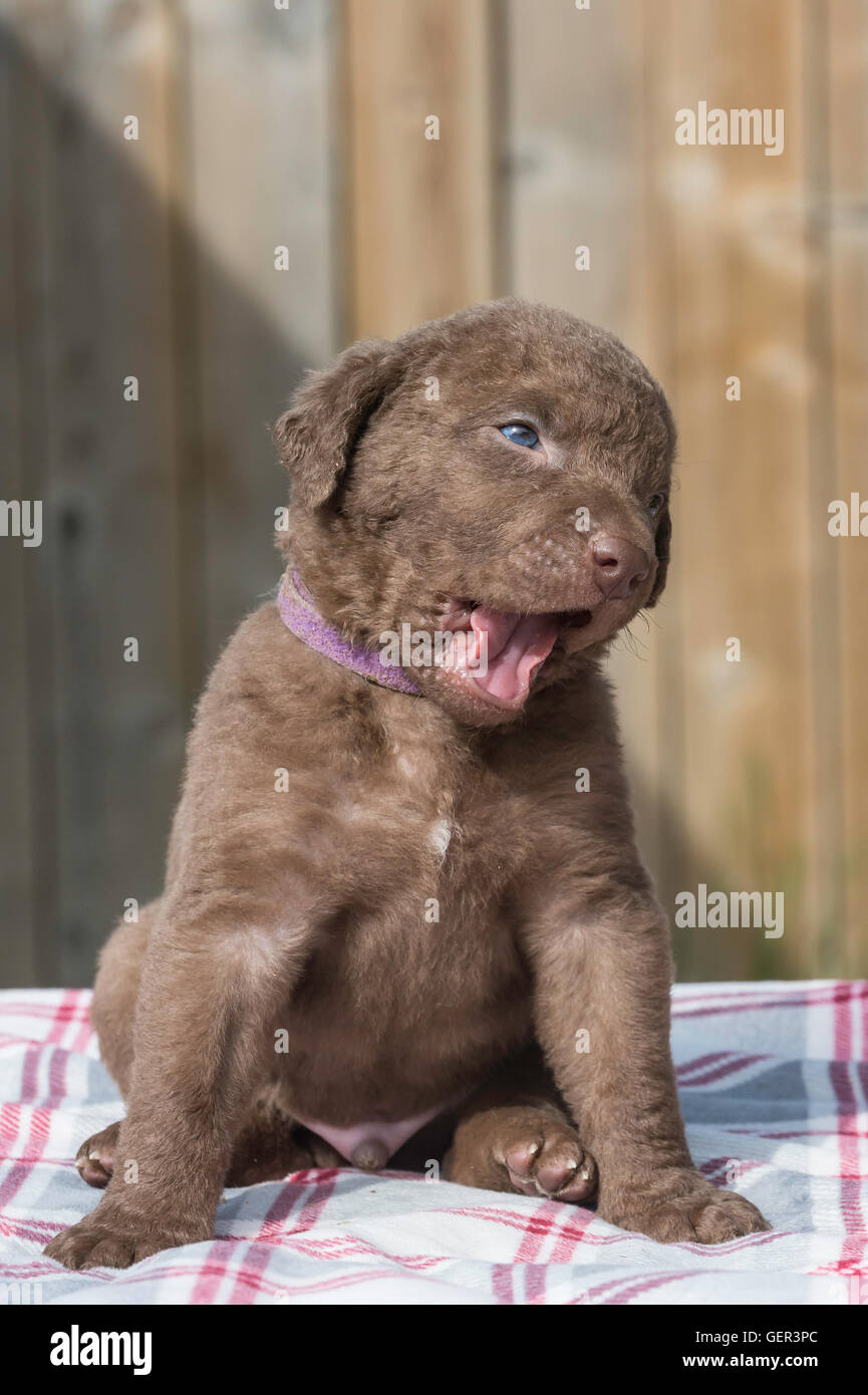 Five-week-old Chesapeake Bay Retriever puppy Stock Photo - Alamy