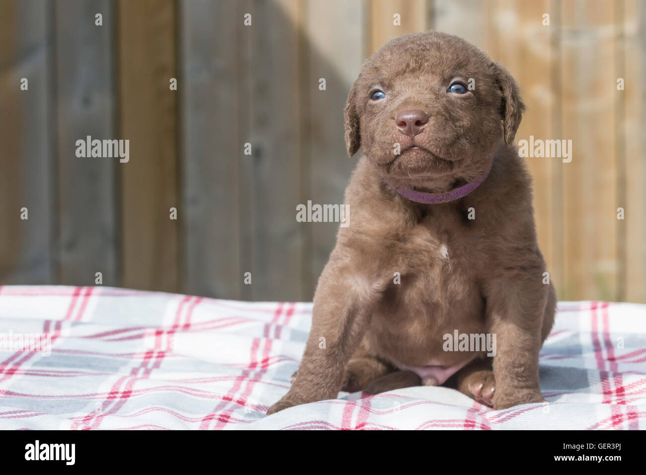 Old chesapeake bay retriever hi-res stock photography and images - Alamy