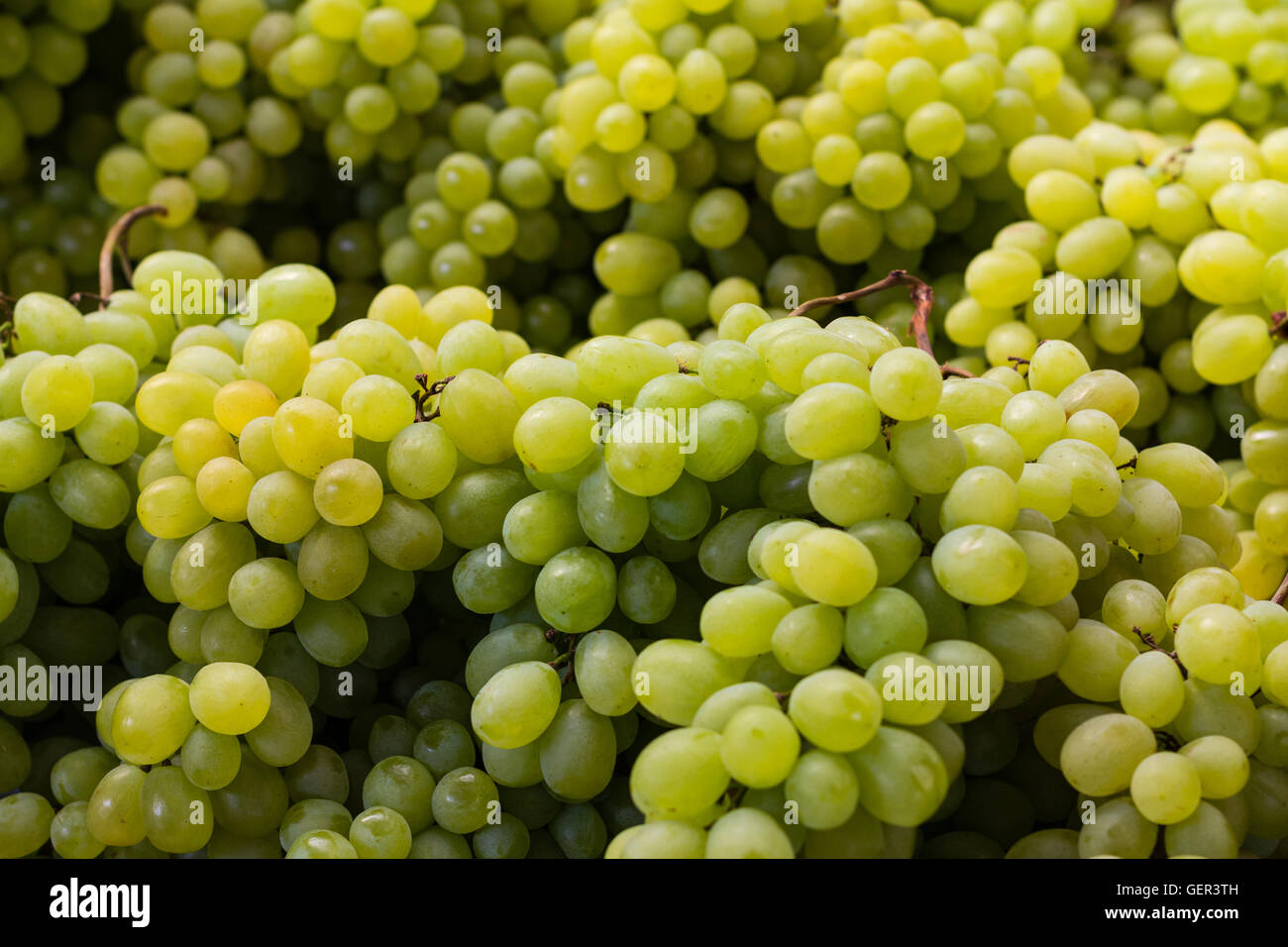 grapevine / grapes closeup - bunch of green grapes Stock Photo - Alamy