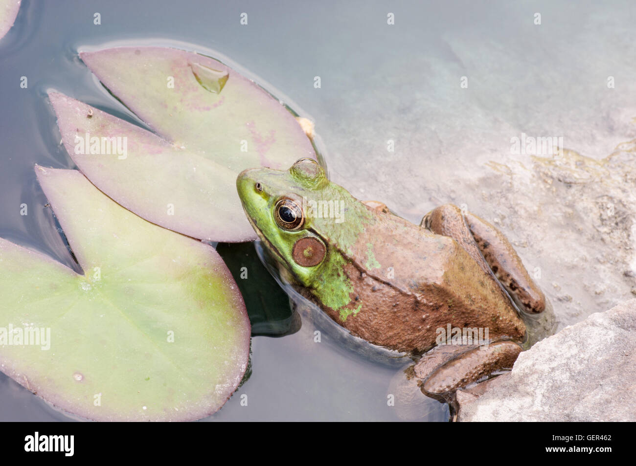 Bullfrog lilly hi-res stock photography and images - Alamy
