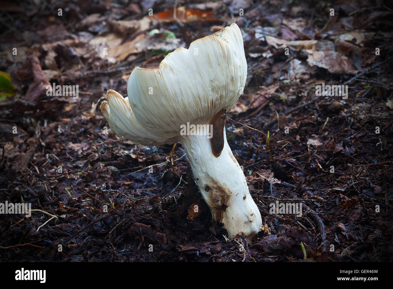 Slug on Mushroom Stock Photo - Alamy