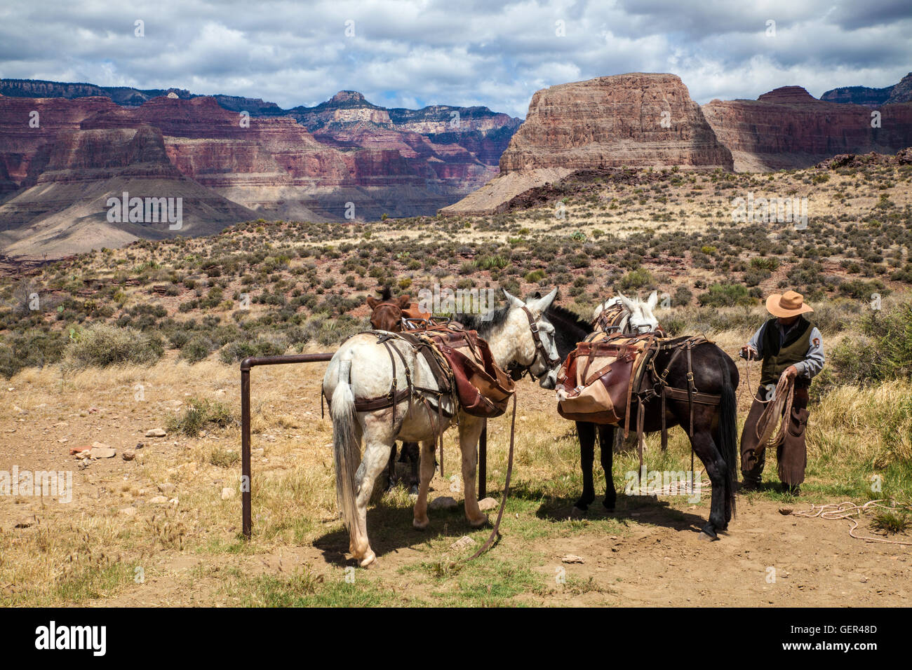 Cowboy horse hi-res stock photography and images - Alamy