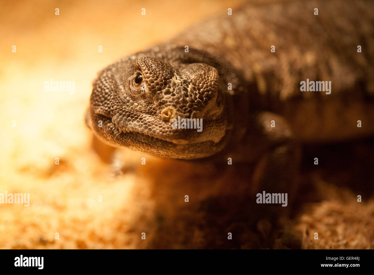 Uromastyx hi-res stock photography and images - Alamy