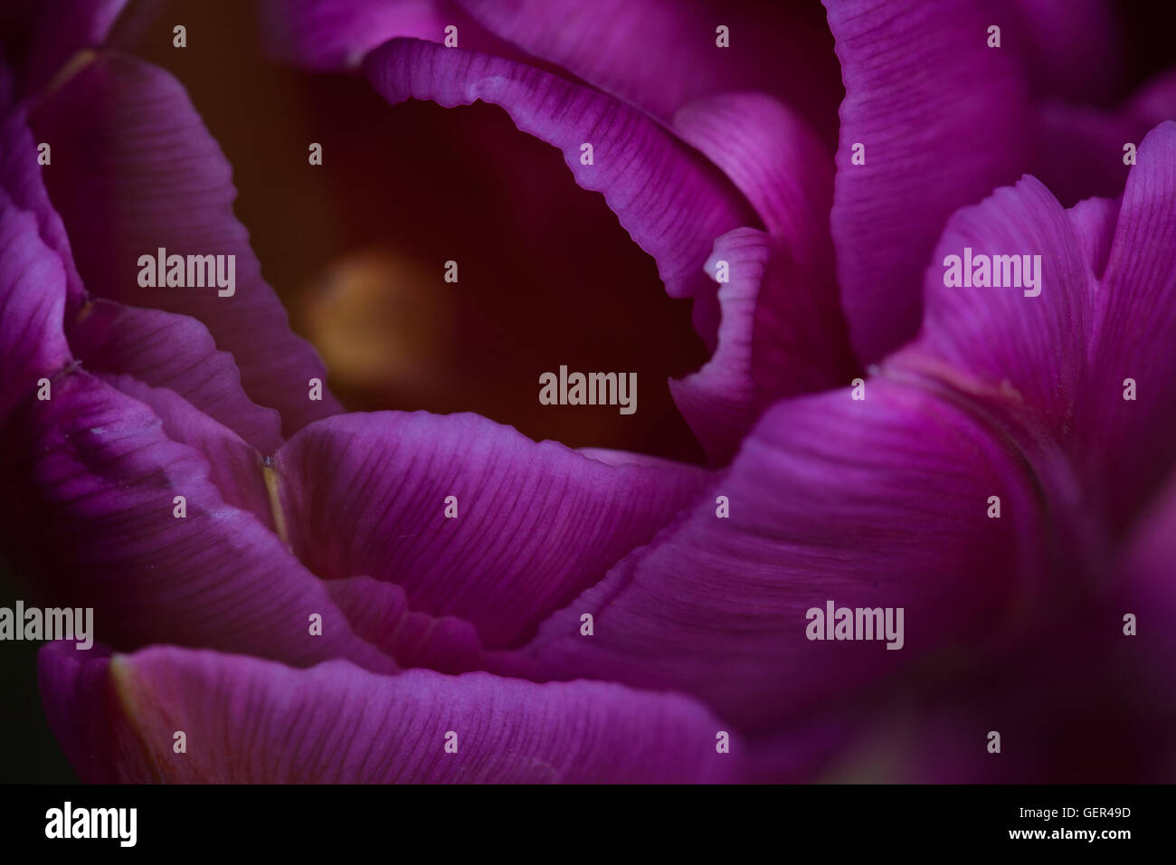 365 project hi-res stock photography and images - Alamy