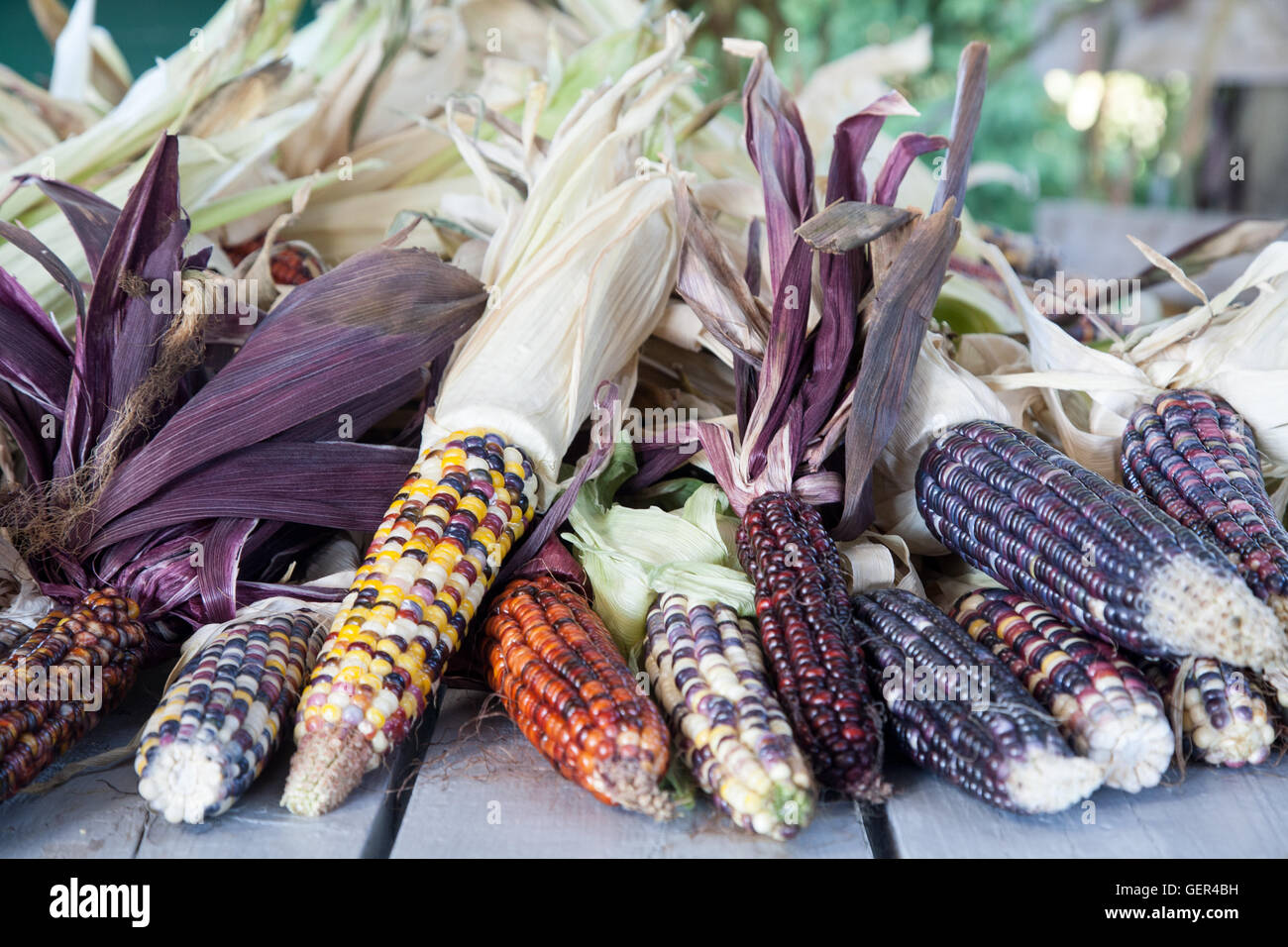 Indian corn harvest hi-res stock photography and images - Alamy