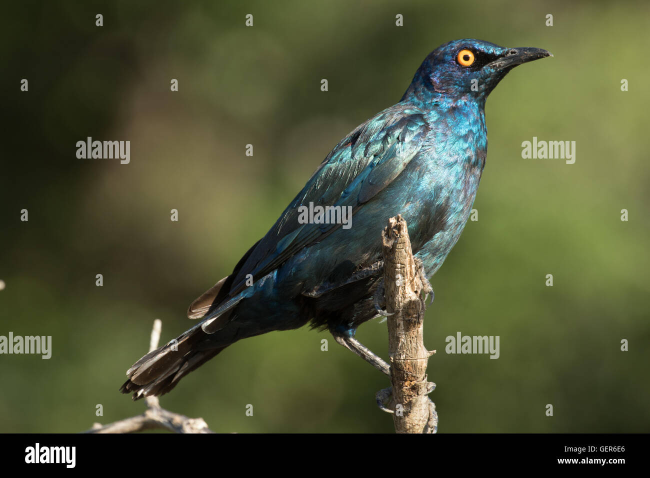 Cape Glossy Starling (Lamprotornis nitens Stock Photo - Alamy