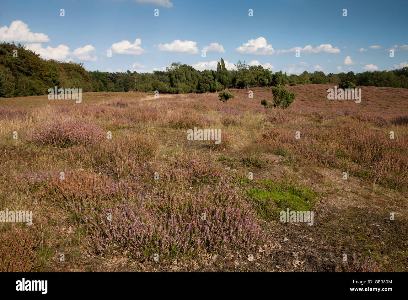 Sandier hi-res stock photography and images - Alamy