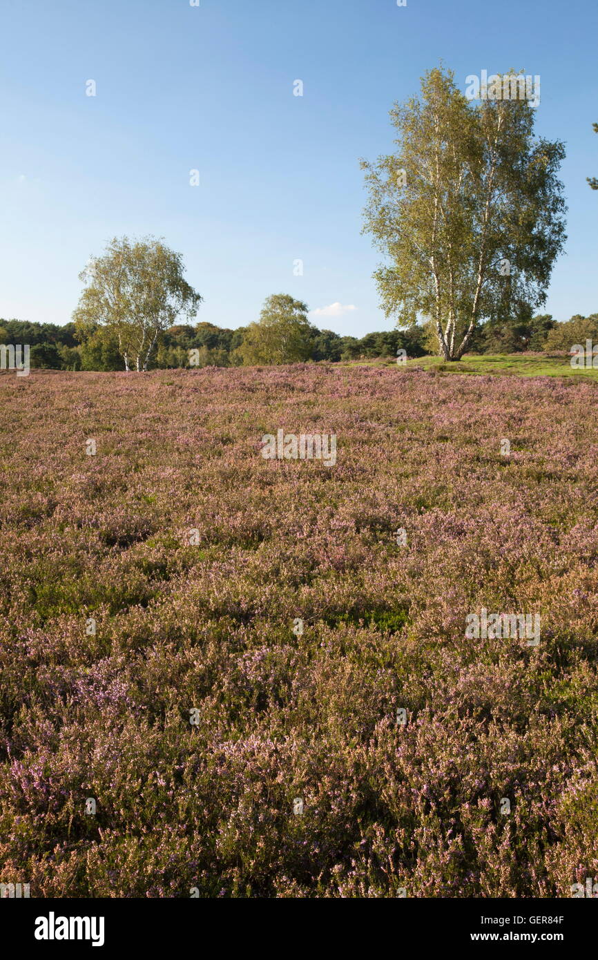 geography / travel, Germany, North Rhine-Westphalia, Munsterland ...