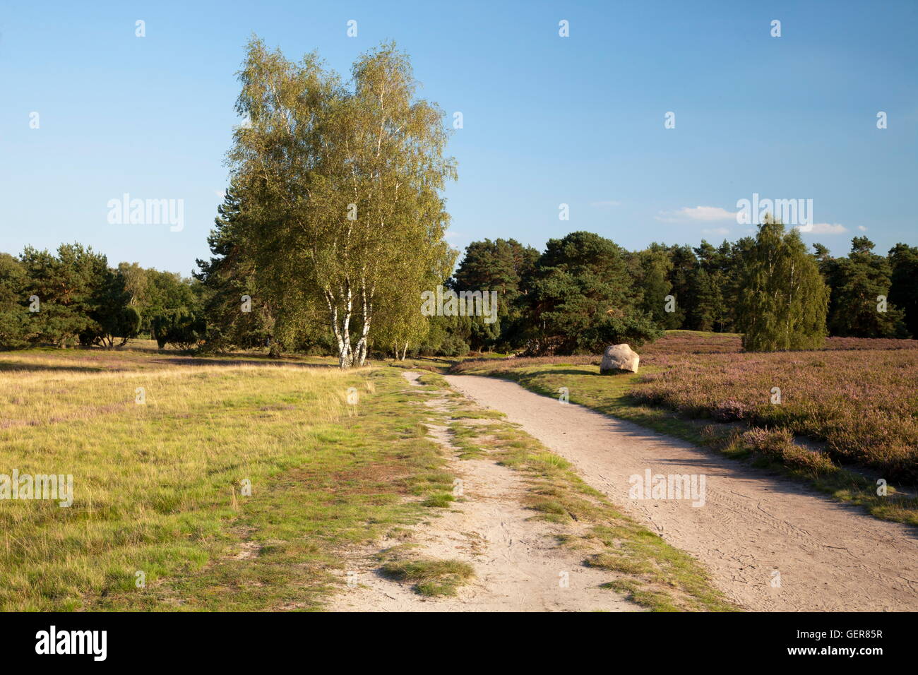 Westrup heath hi-res stock photography and images - Alamy