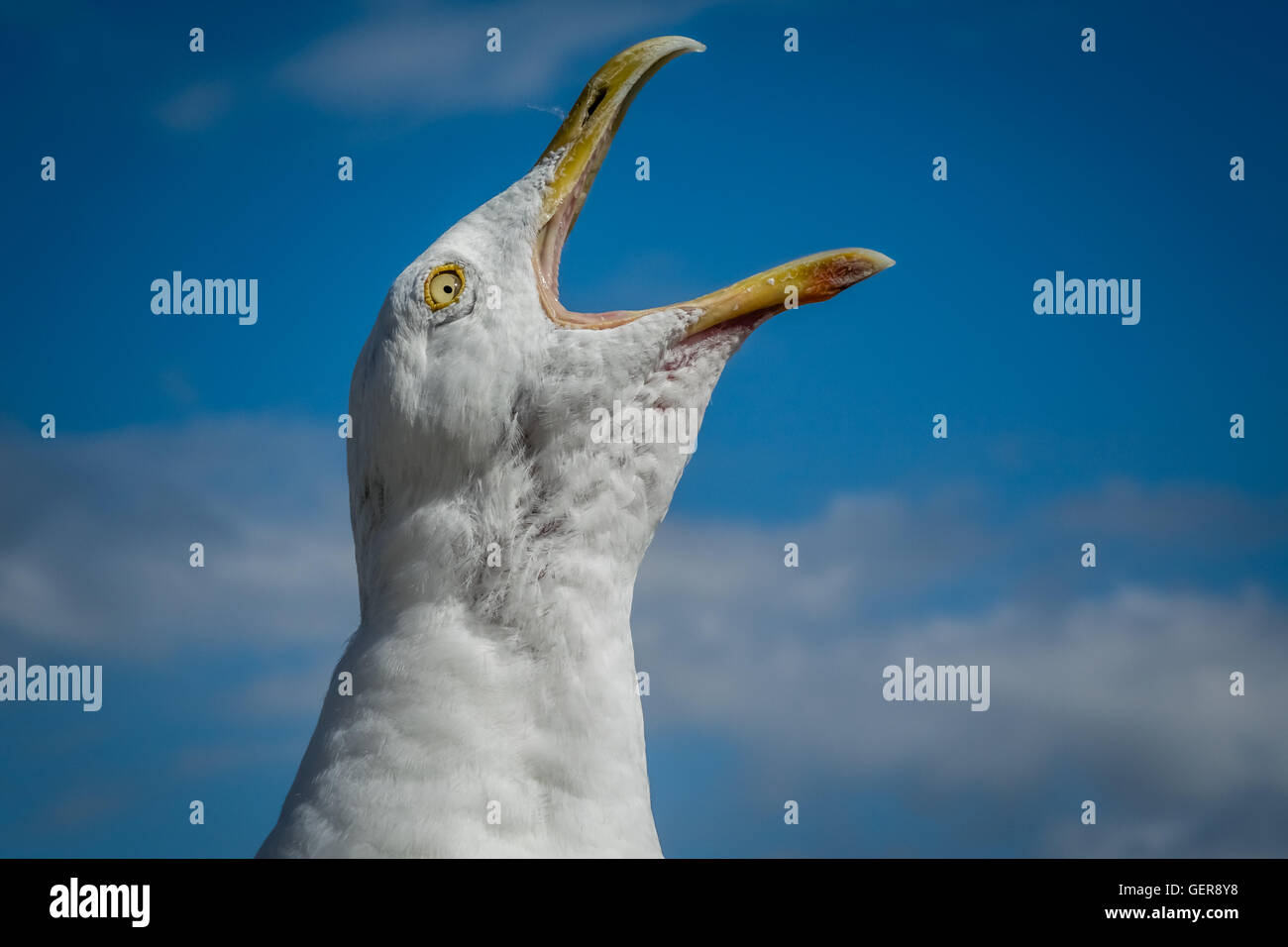 Close up of a face of a screaming seagull Stock Photo - Alamy