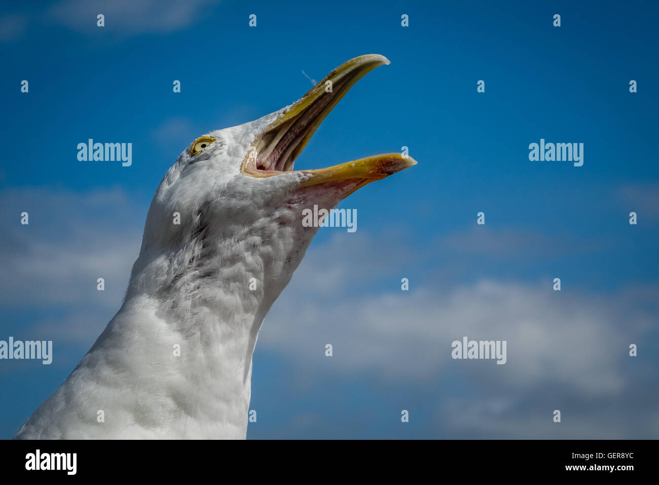 Close up of a face of a screaming seagull Stock Photo - Alamy