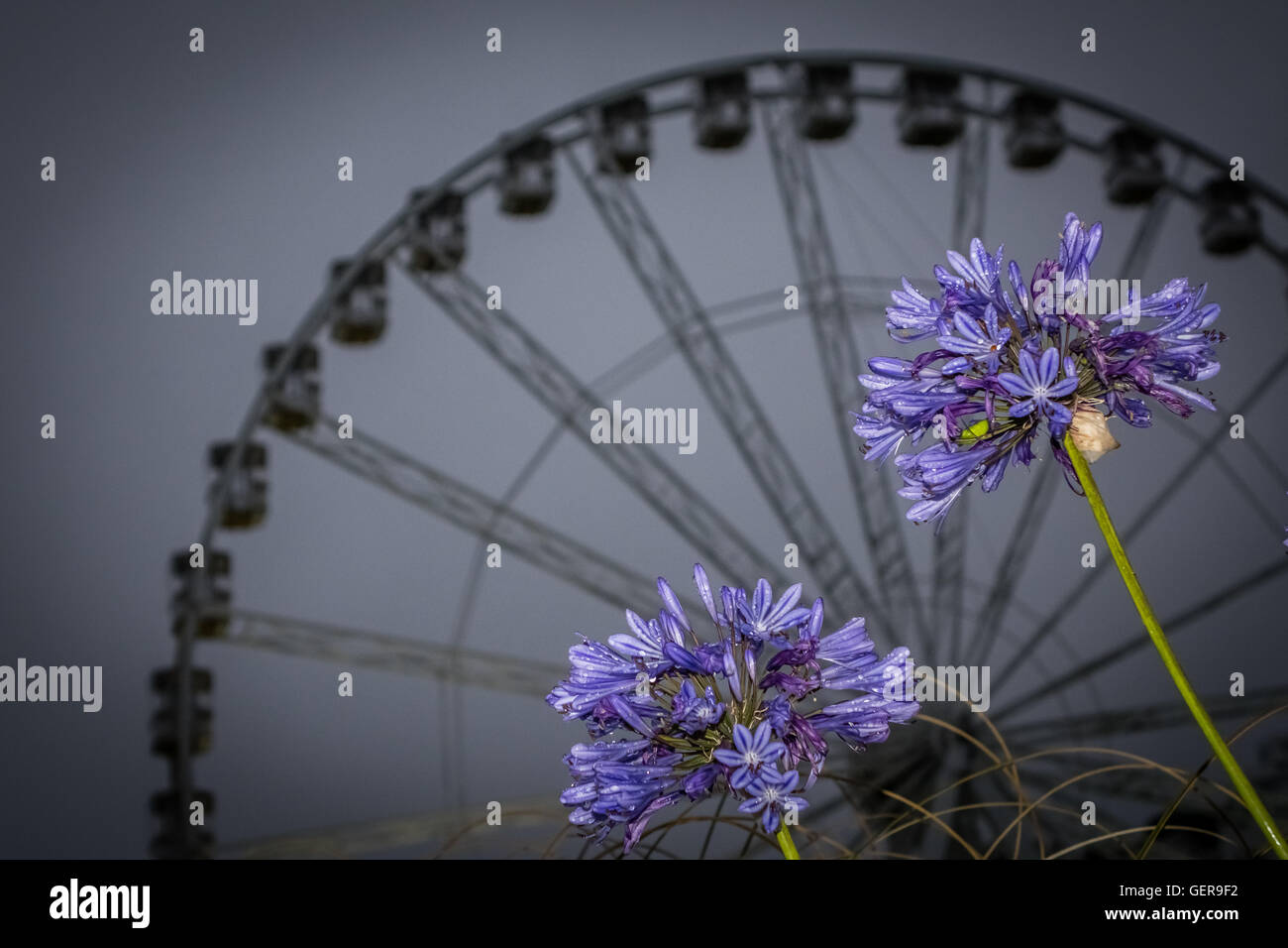 Two flowers in front of the English Riviera Wheel in Torquay, Devon ...