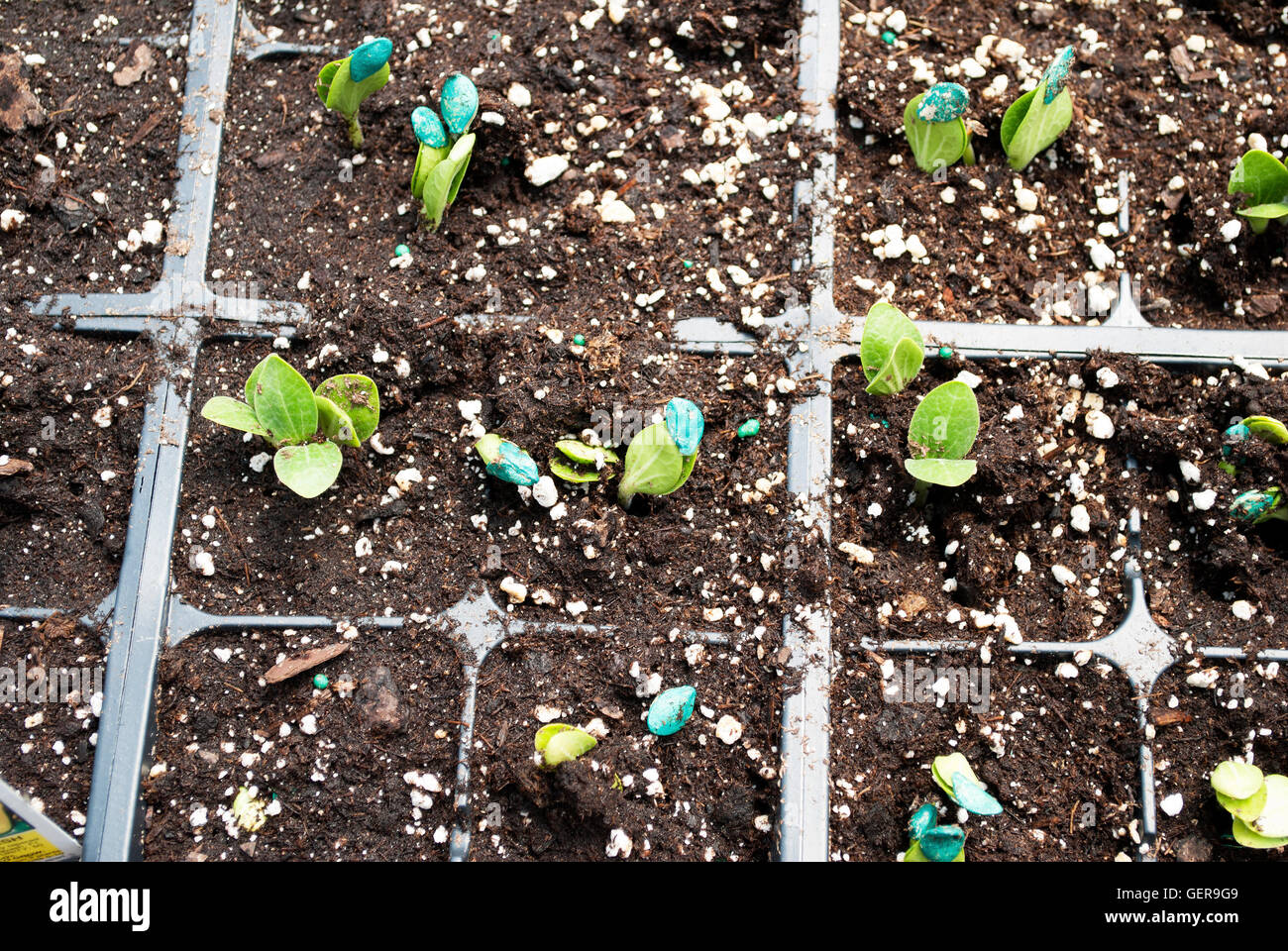 Spring Zucchini Seedlings Growing in Small Pots Stock Photo - Alamy
