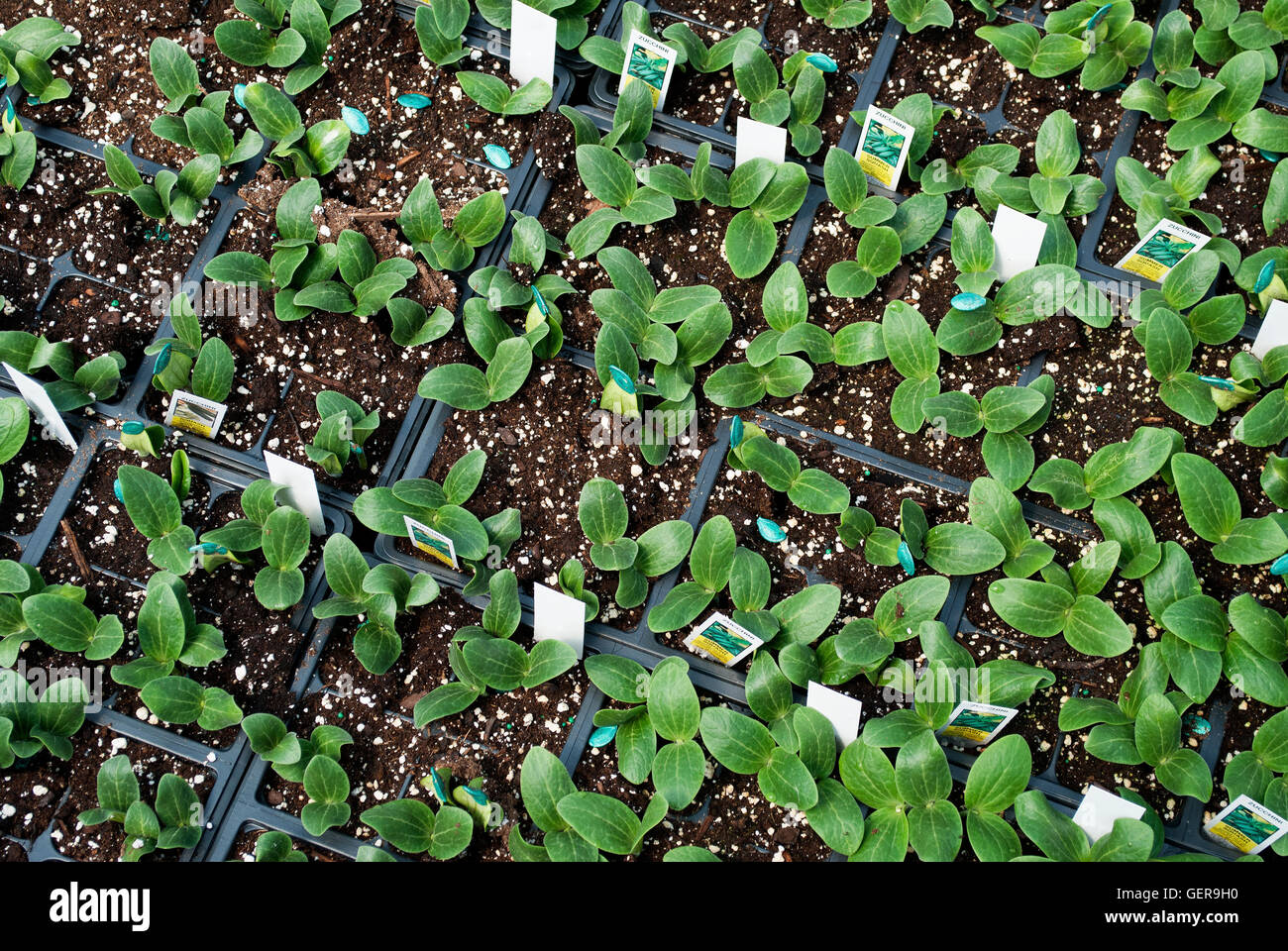 Zucchini seedlings hi-res stock photography and images - Alamy
