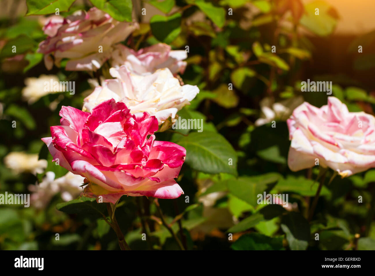 Rose garden resort hi-res stock photography and images - Alamy
