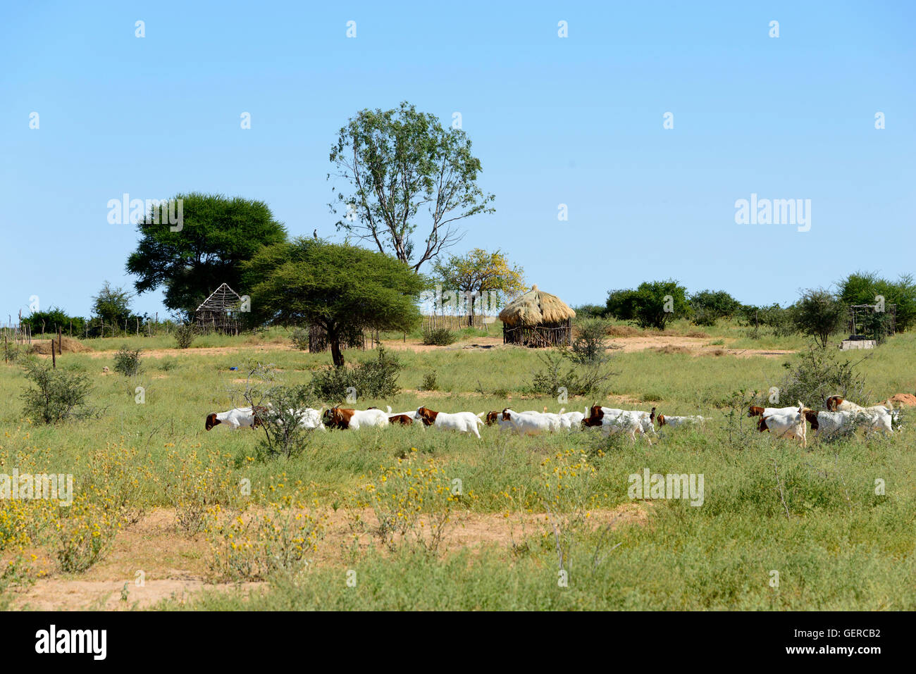 Goats, huts, Kuke, Botswana Stock Photo - Alamy
