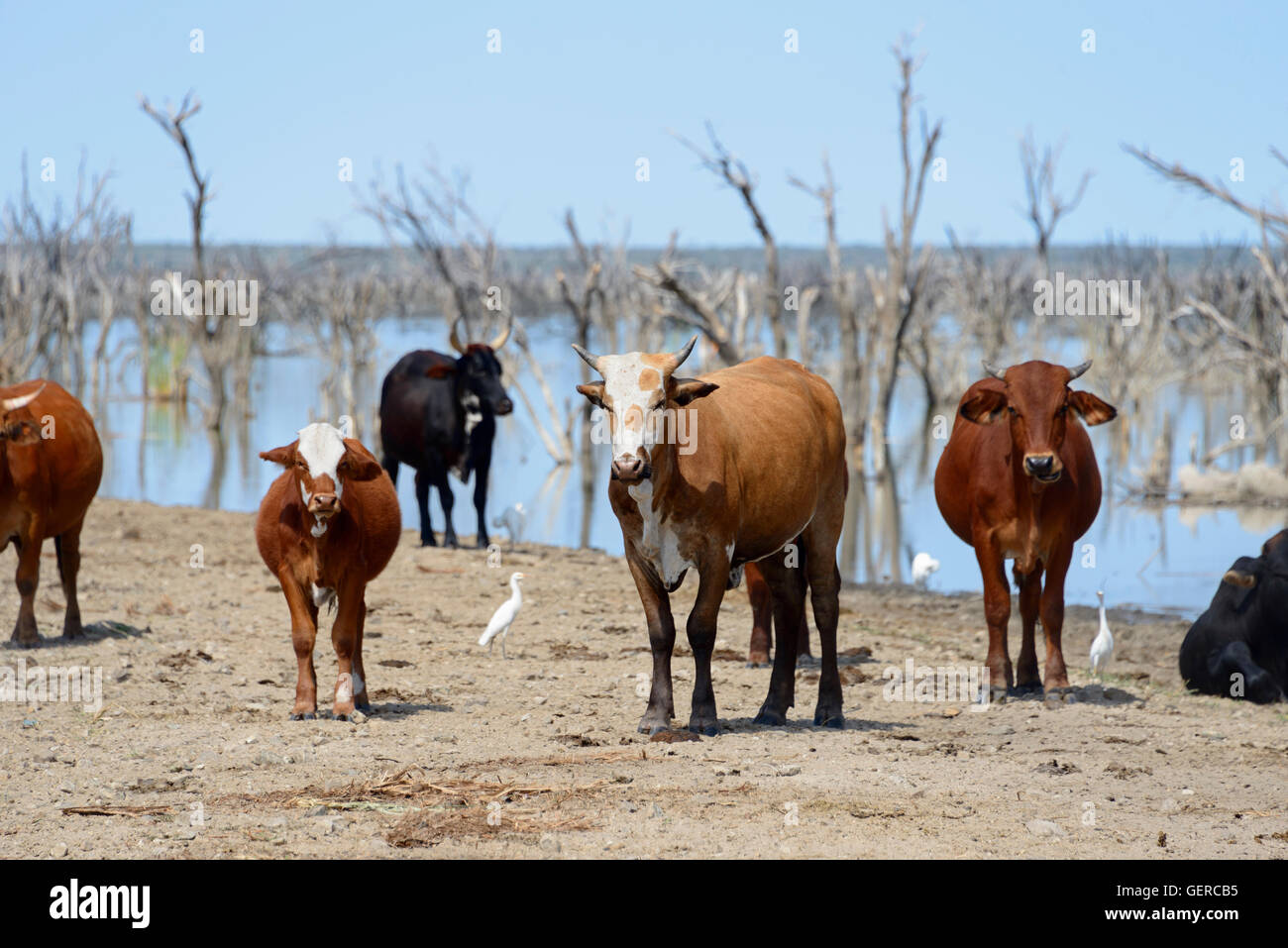 Botswana cattle hi-res stock photography and images - Alamy