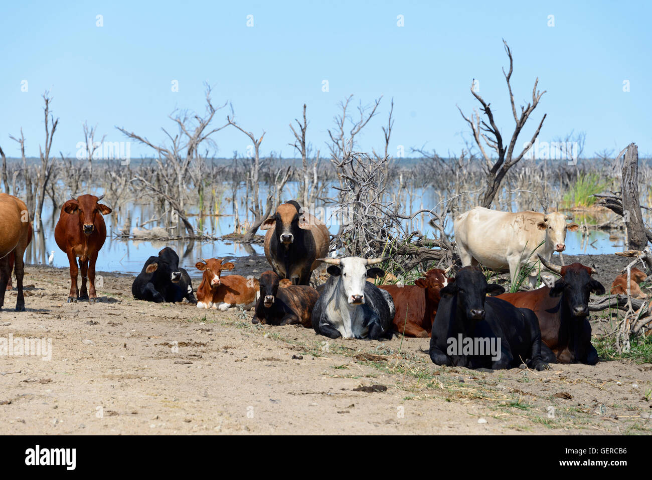 Cows At Lake Ngami High Resolution Stock Photography and Images - Alamy