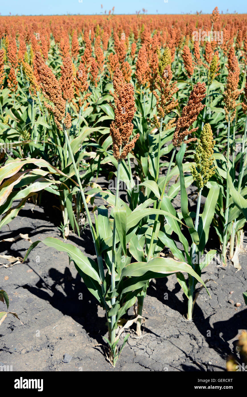 Millet field hi-res stock photography and images - Alamy