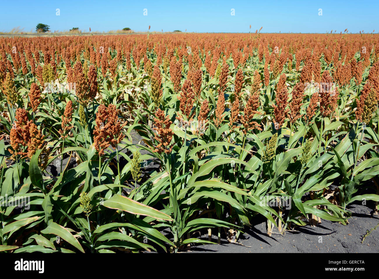 Botswana agriculture hi-res stock photography and images - Alamy