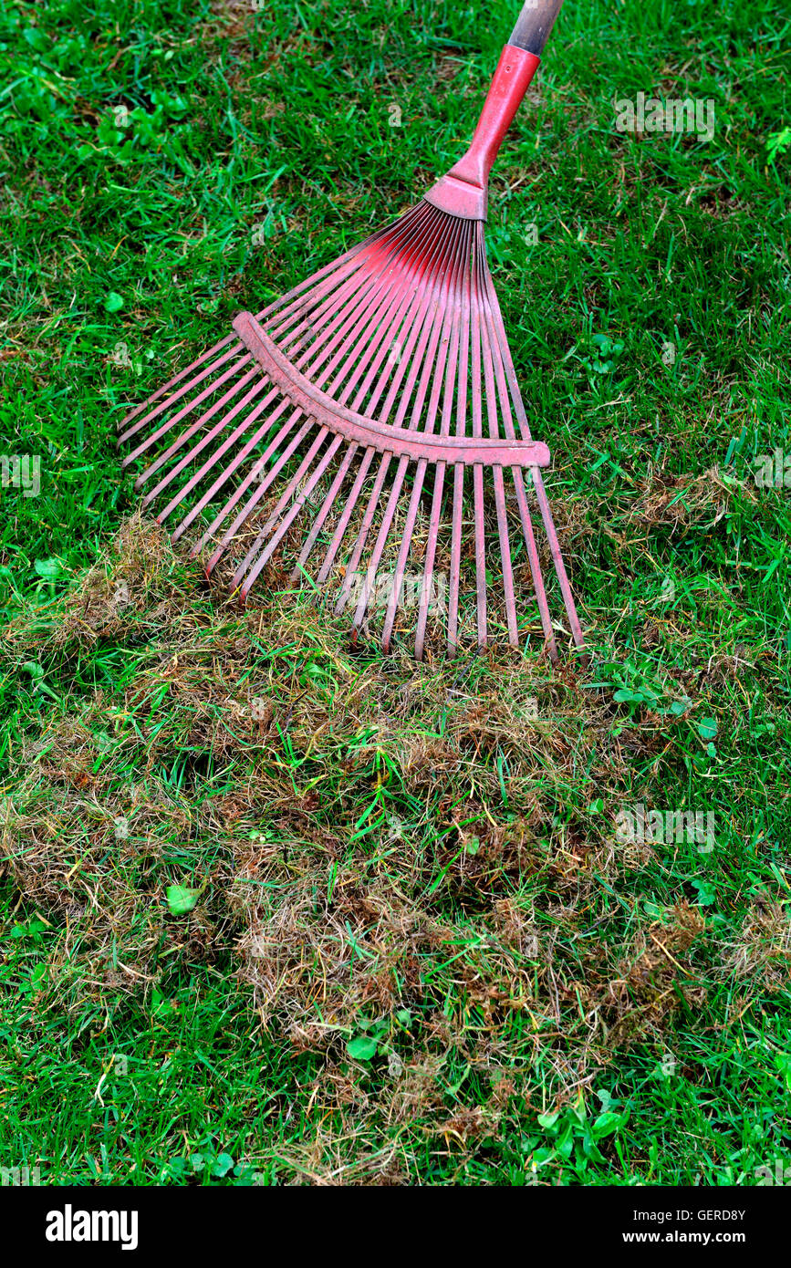 removing dead moss and grass from lawn Stock Photo - Alamy
